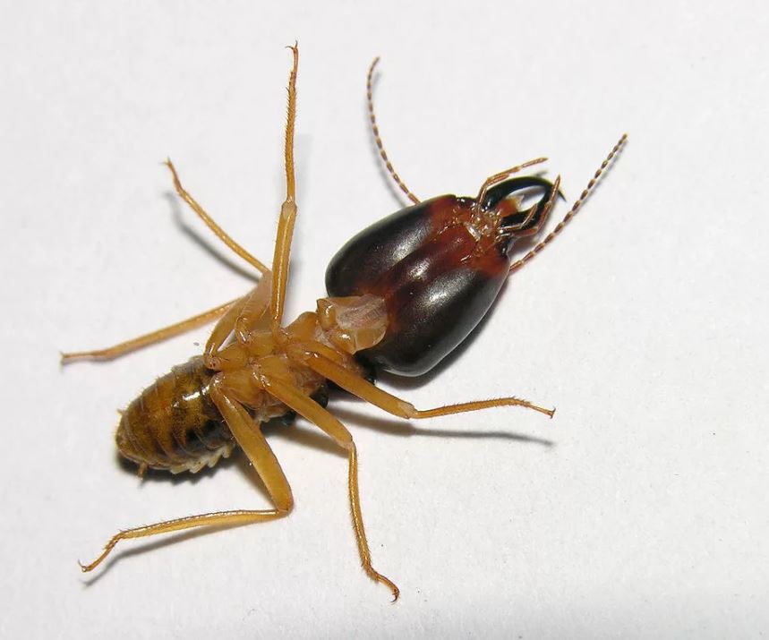 Annual Termite Contracts cairo Egypt